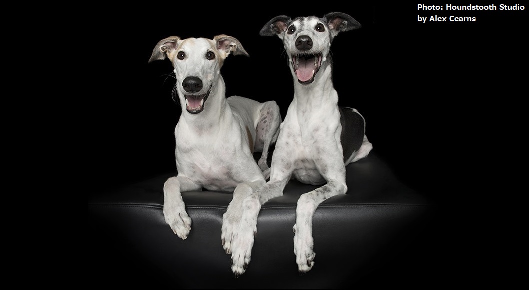 What Is Western Australian Greyhound Racing Association
